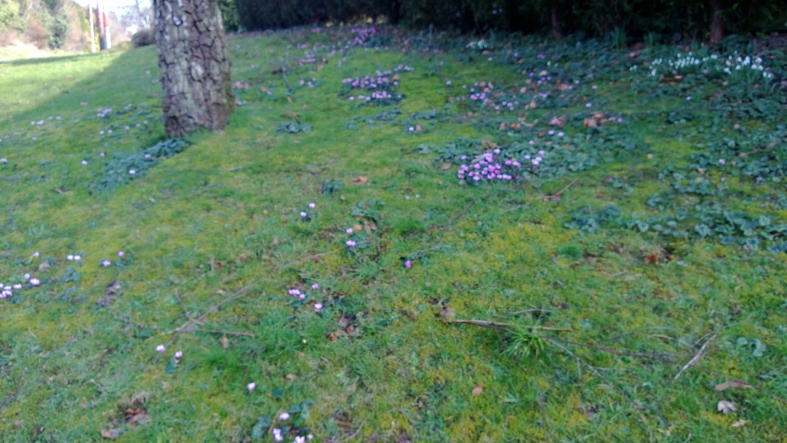 Something Beautiful Everyday: West Malvern Village, Worcestershire